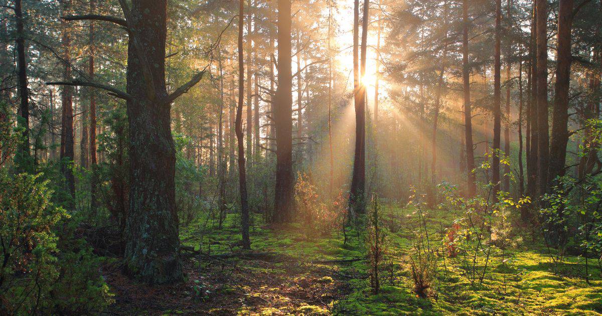 Determination | UPLIFT